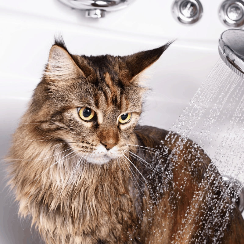 Everything You Need to Know About Bathing Your Cat – Happy & Polly