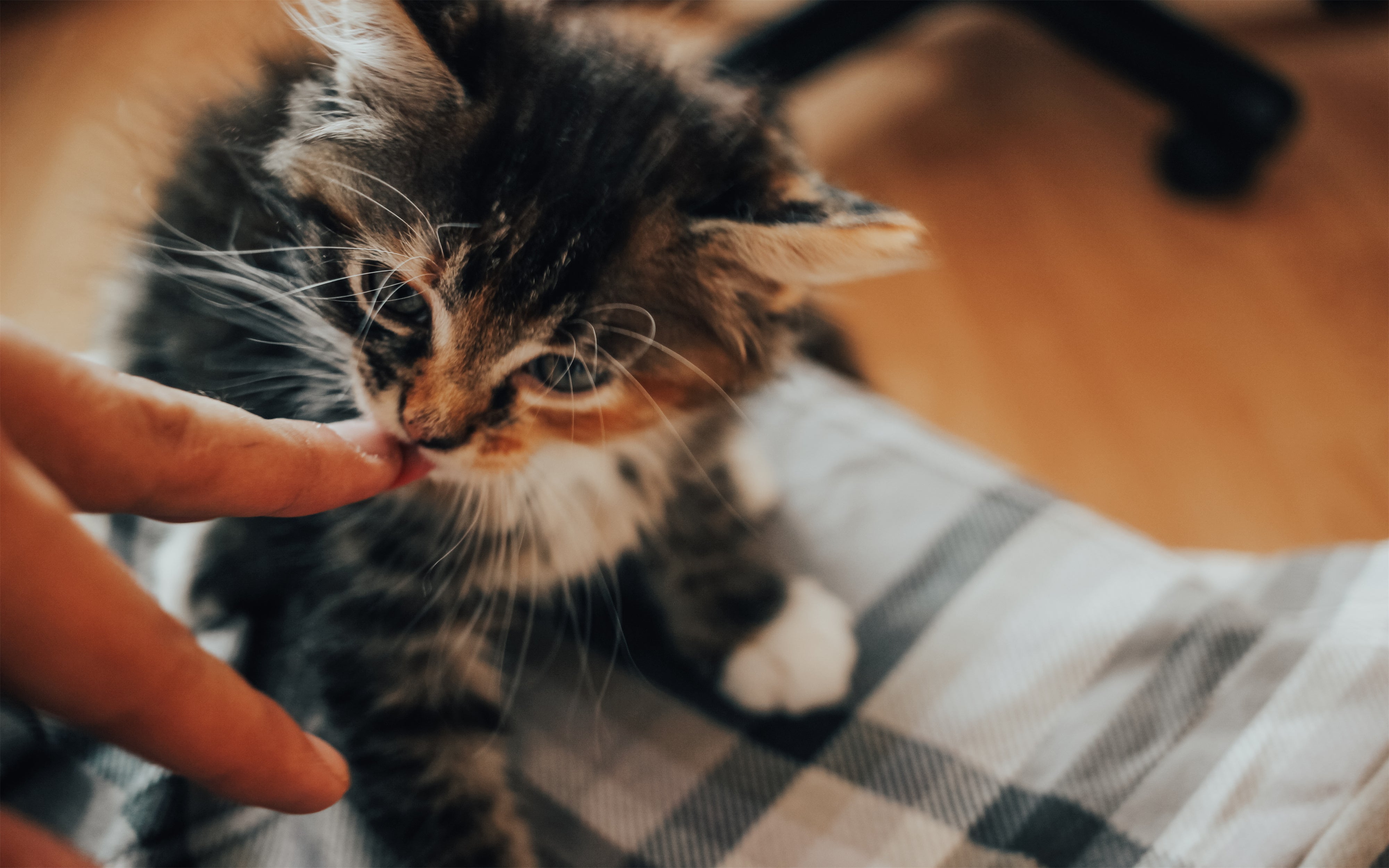 Why Do Cats Have Tongue Barbs & They Lick Their Owners? – Happy & Polly