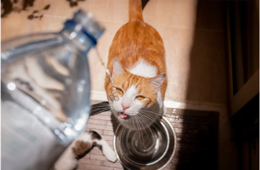 Is Your Cat Not Drinking Water? – Happy & Polly