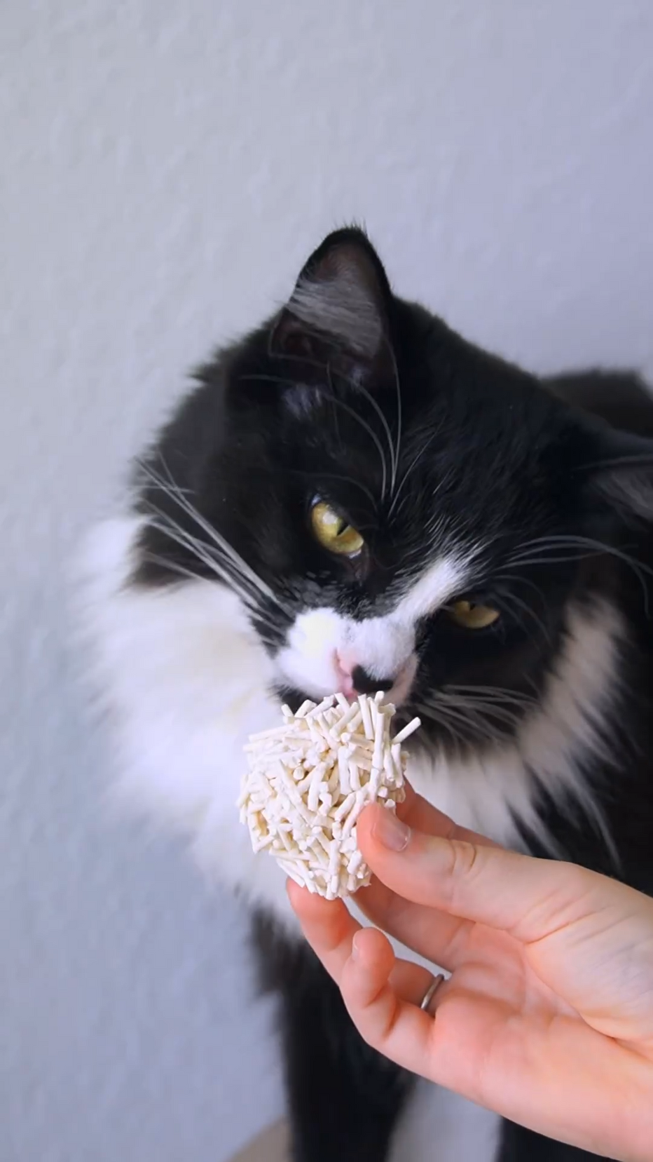 Is Tofu Cat Litter Edible for Cats? Discover the Truth About Safe and ...