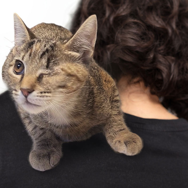 Happy & Polly Tofu Cat Litter x KatDadde Rescue: Pawsitive Impact in A