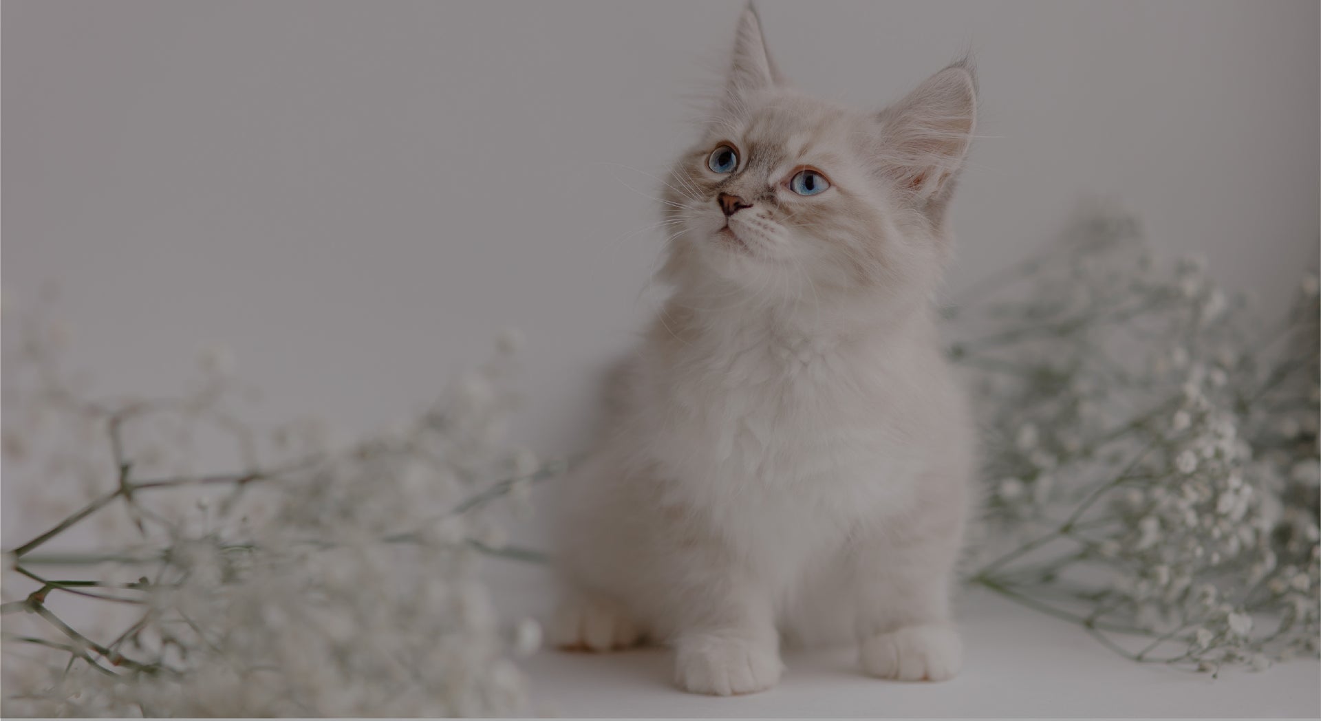 Cat – Happy & Polly