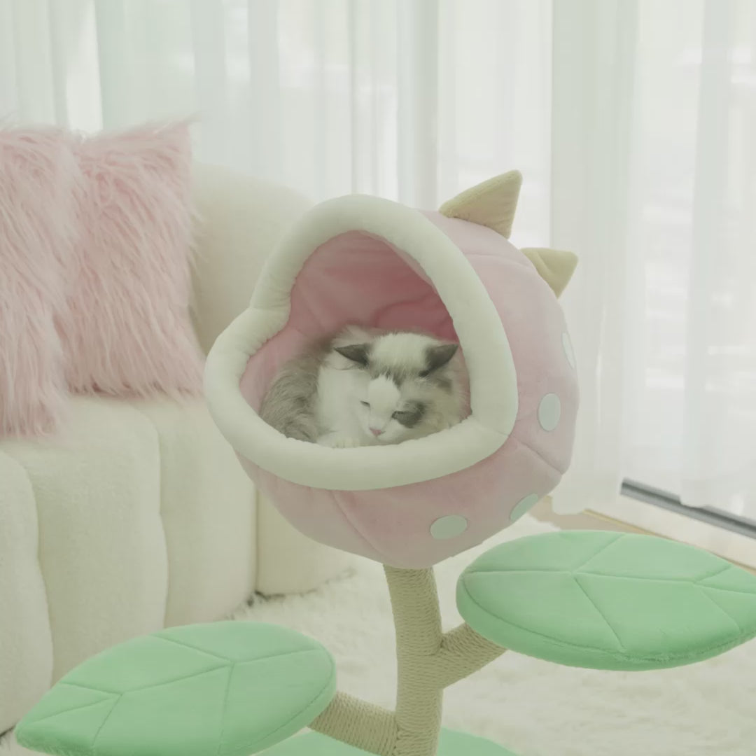 Happy & Polly Online Pet Store | Cat Bowls, Toys, Trees & Supplies