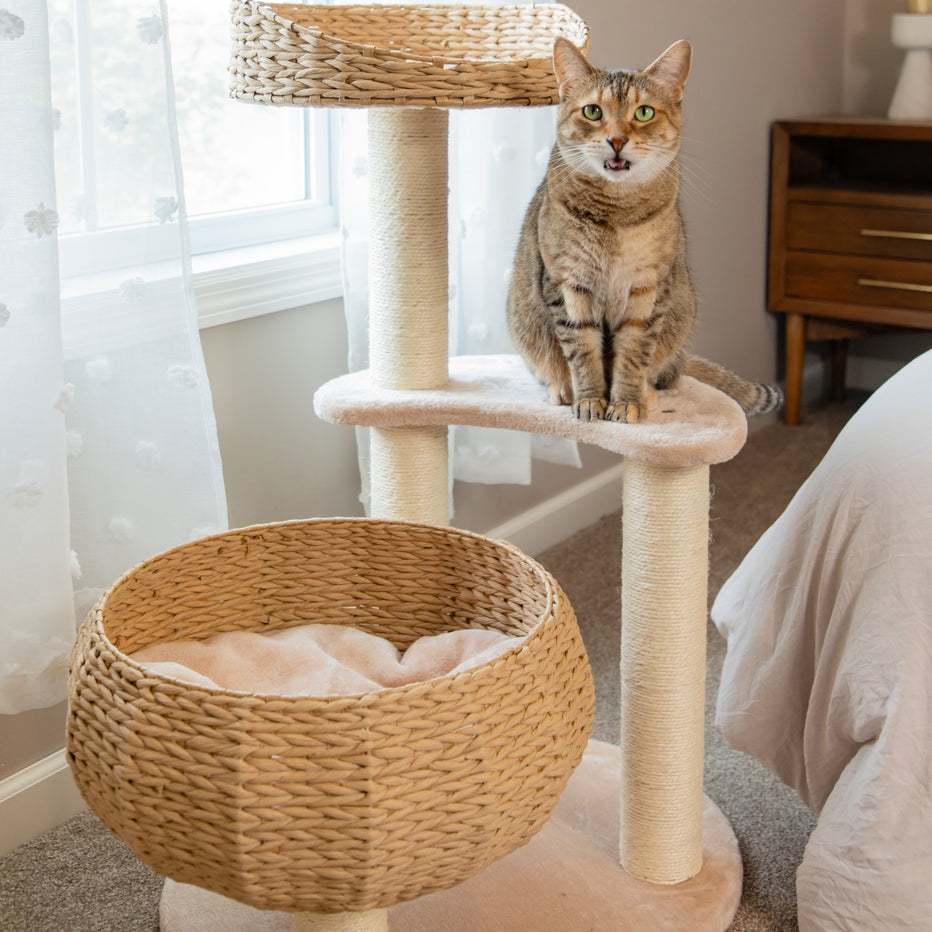 Sleeping in the Bowl Cat Tree – Happy & Polly