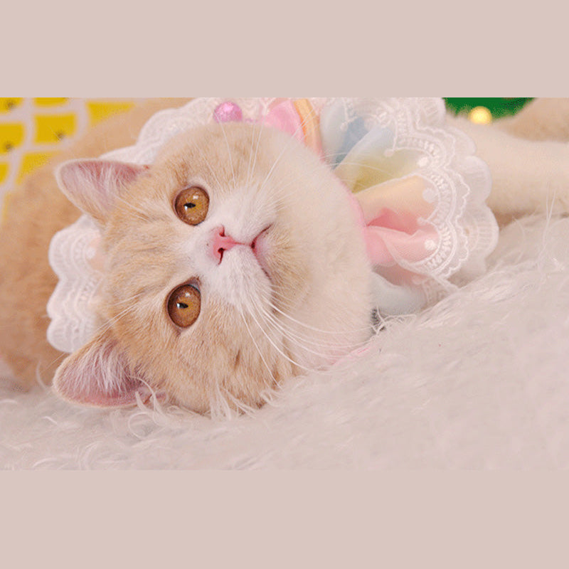 Buy Best Cat Products Online - Happy & Polly – Page 5