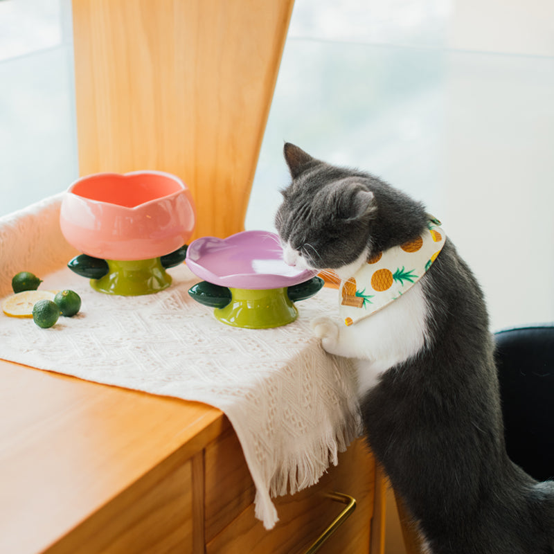Happy & Polly Online Pet Store | Cat Bowls, Toys, Trees & Supplies